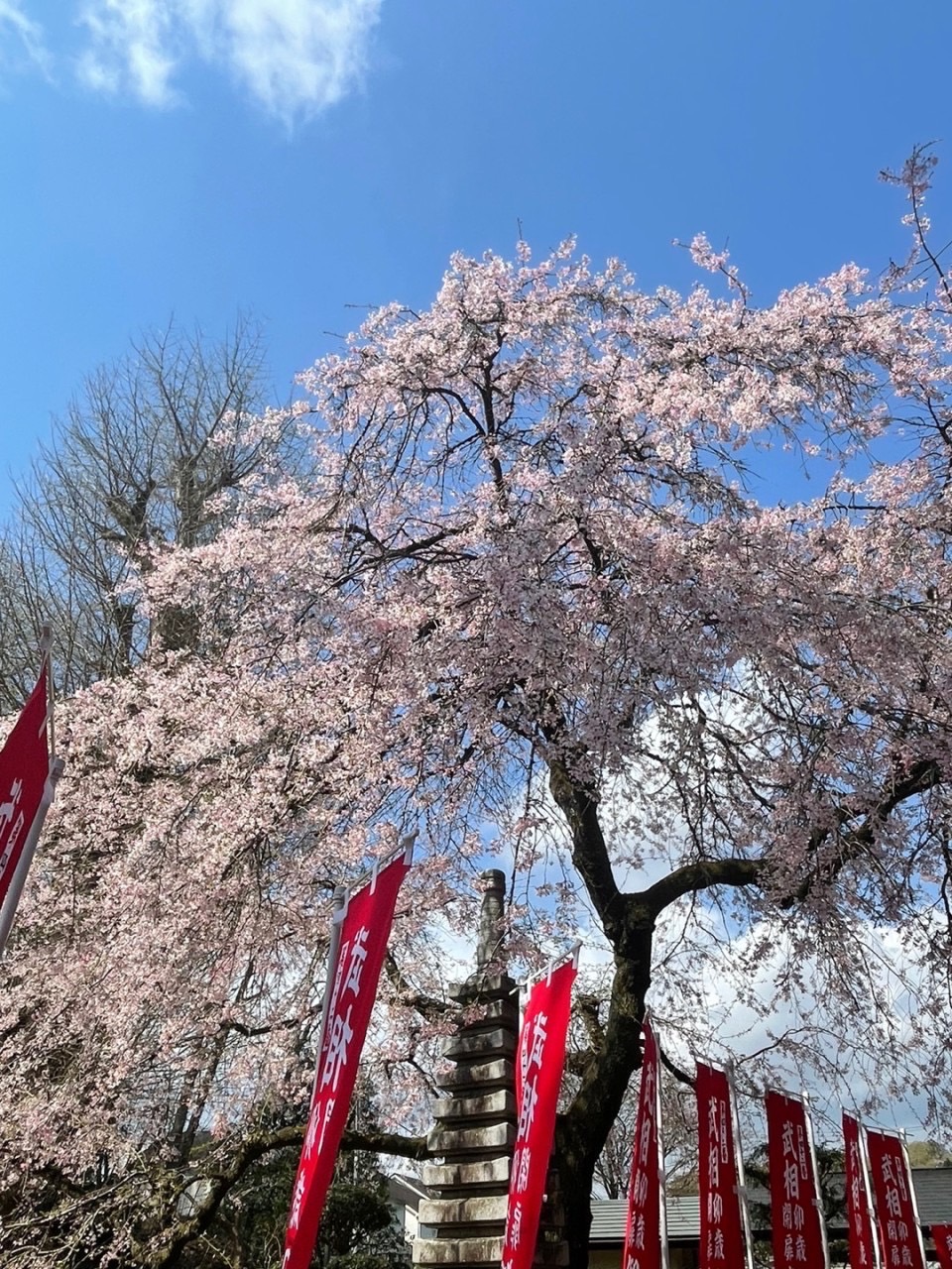 慈眼寺（片倉町）の桜 – 八王子市片倉町会のホームページ